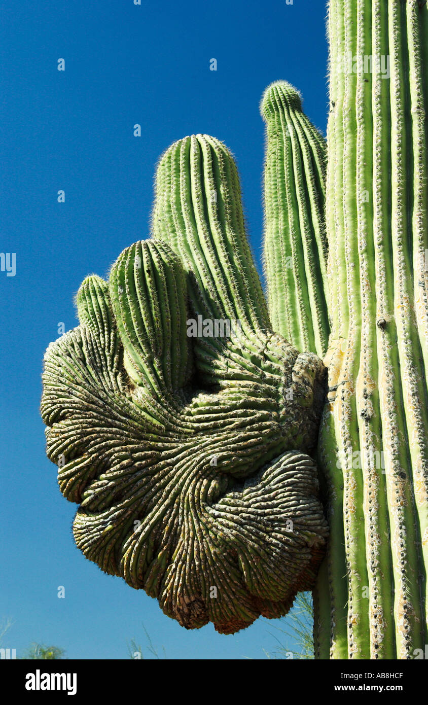 Cristate form hi-res stock photography and images - Alamy