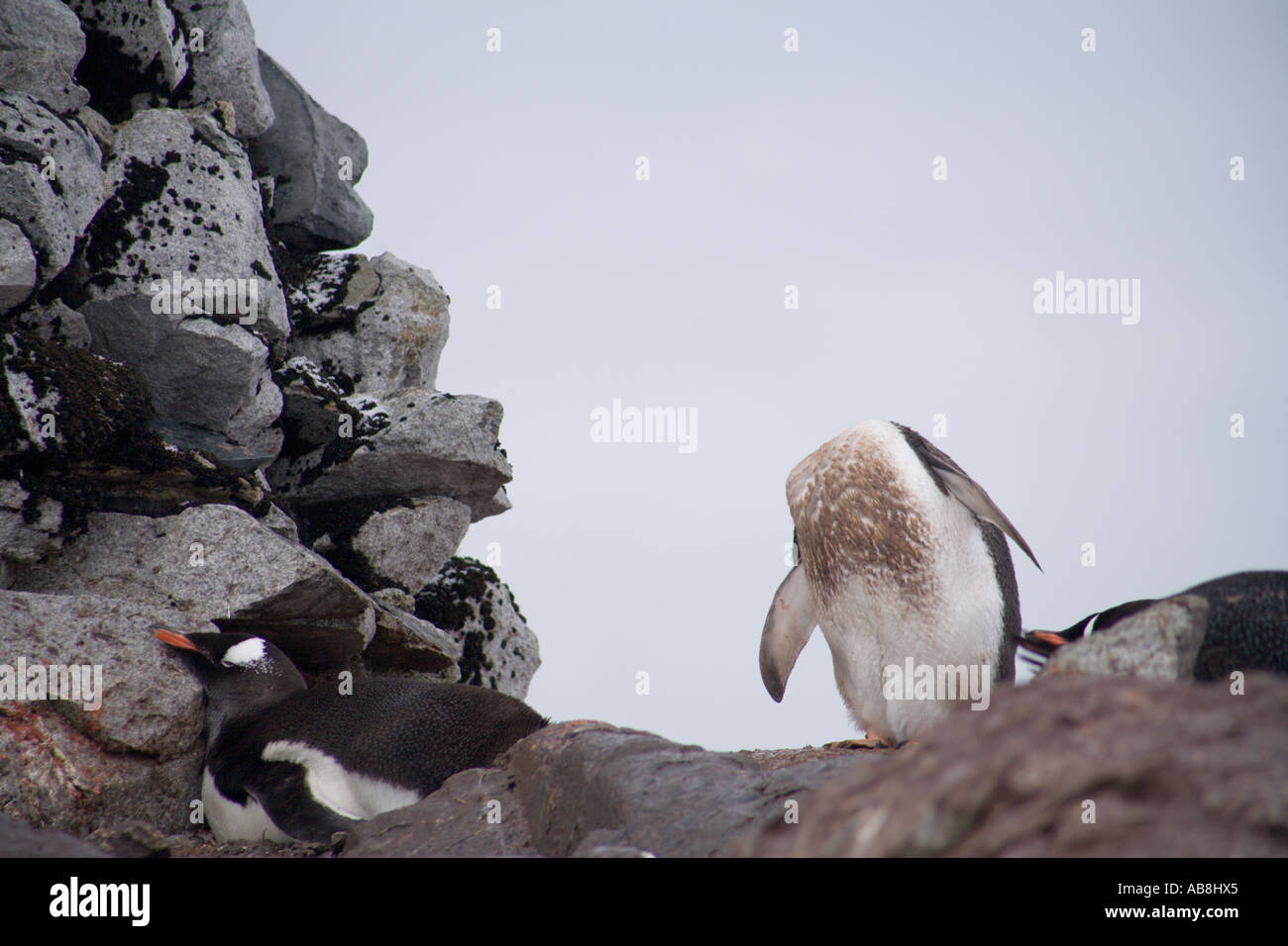 Headless penguin hi-res stock photography and images - Alamy