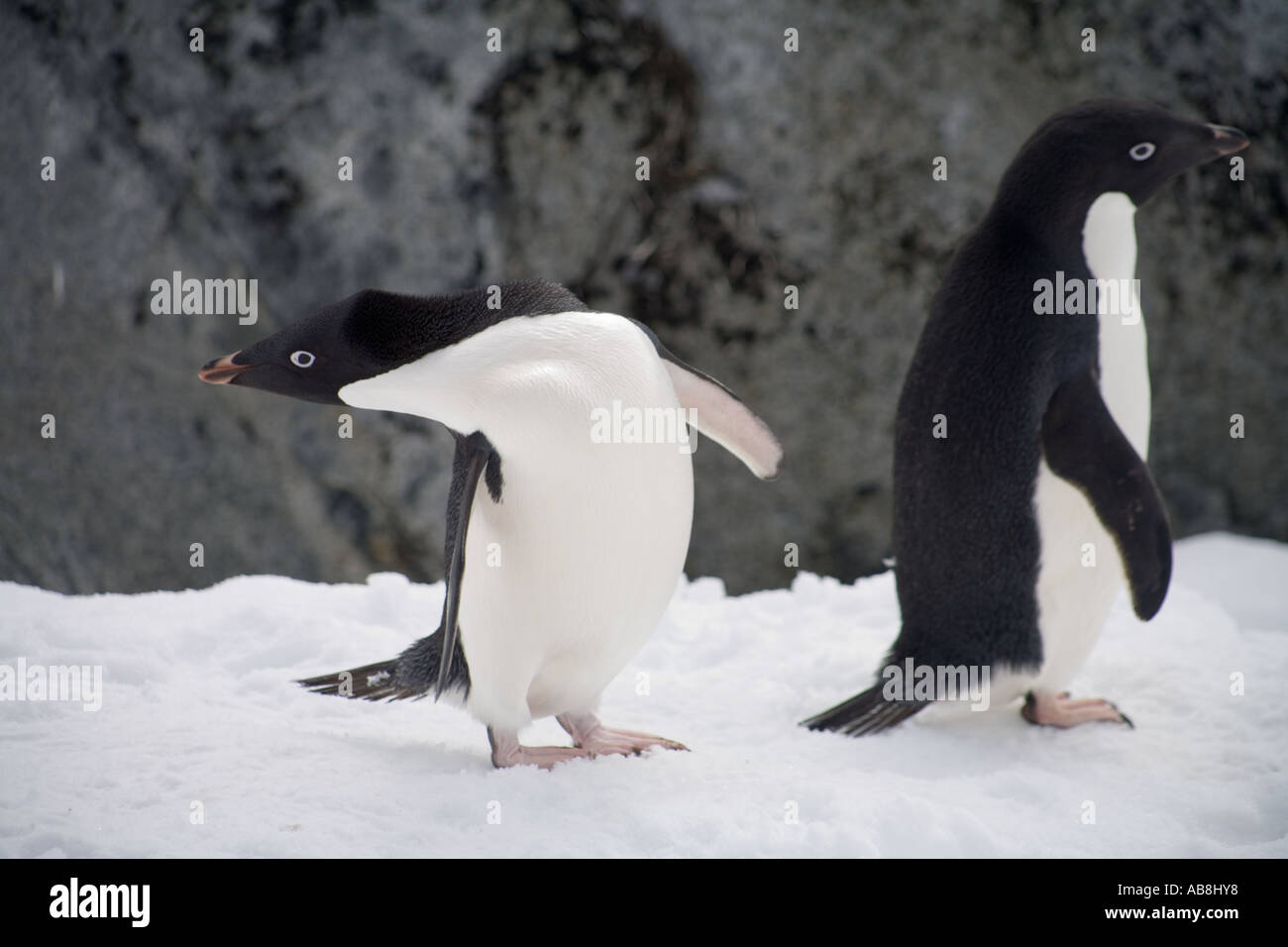 Looking Back - Adelie Penguin, landscape Stock Photo - Alamy