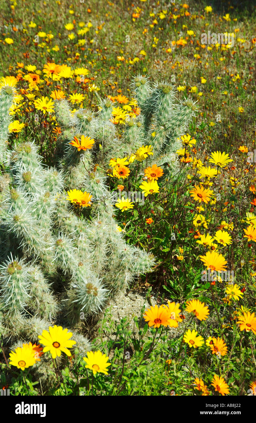 African daisies in Anza Borrego Desert California USA Stock Photo - Alamy