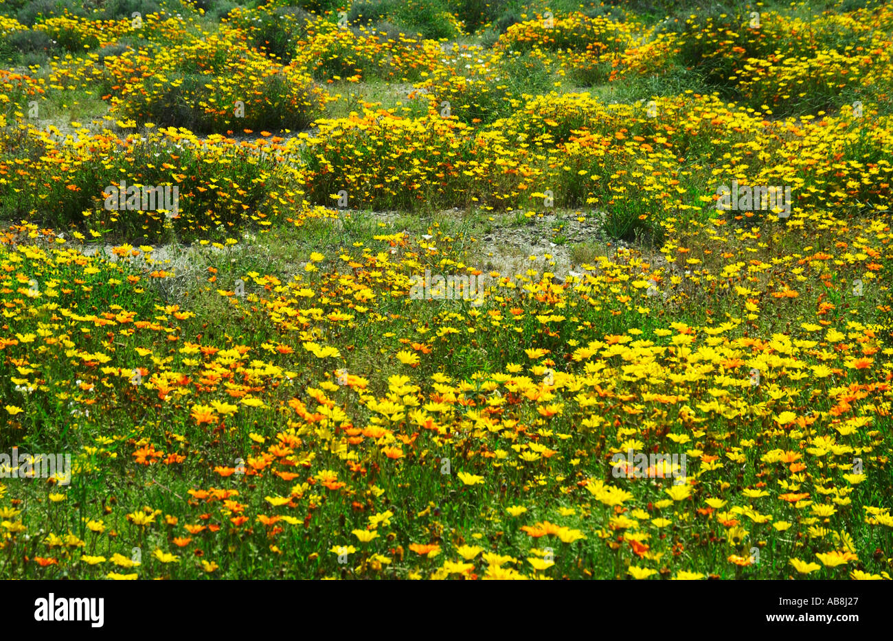 African daisies in Anza Borrego Desert California USA Stock Photo - Alamy