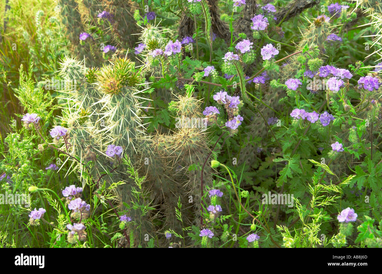 Various cactus and the notched leaf Phacelia Phacelia crenulata in the ...