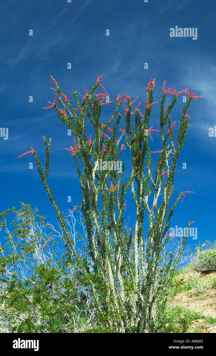Ocotillo in bloom in the Anza Borrego Desert California USA Stock Photo ...