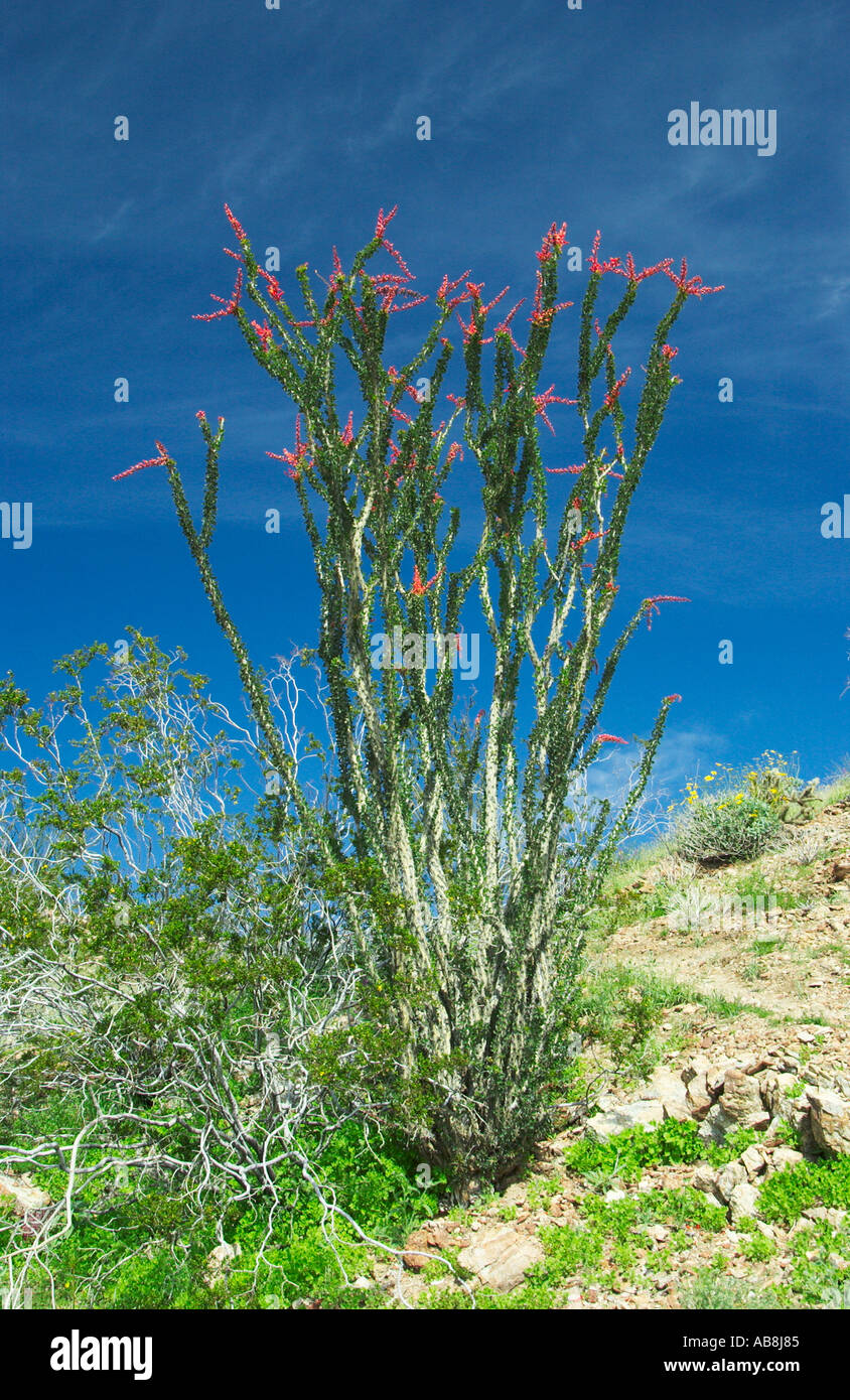 Ocotillo in bloom in the Anza Borrego Desert California USA Stock Photo ...