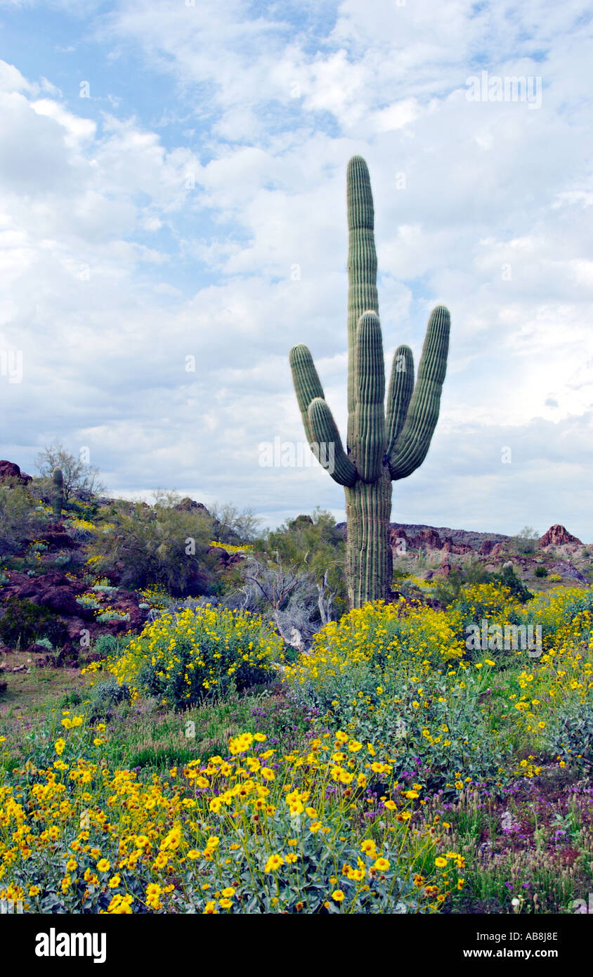 Desert landscape with saguaro cactus and spring wildflowers in Organ ...