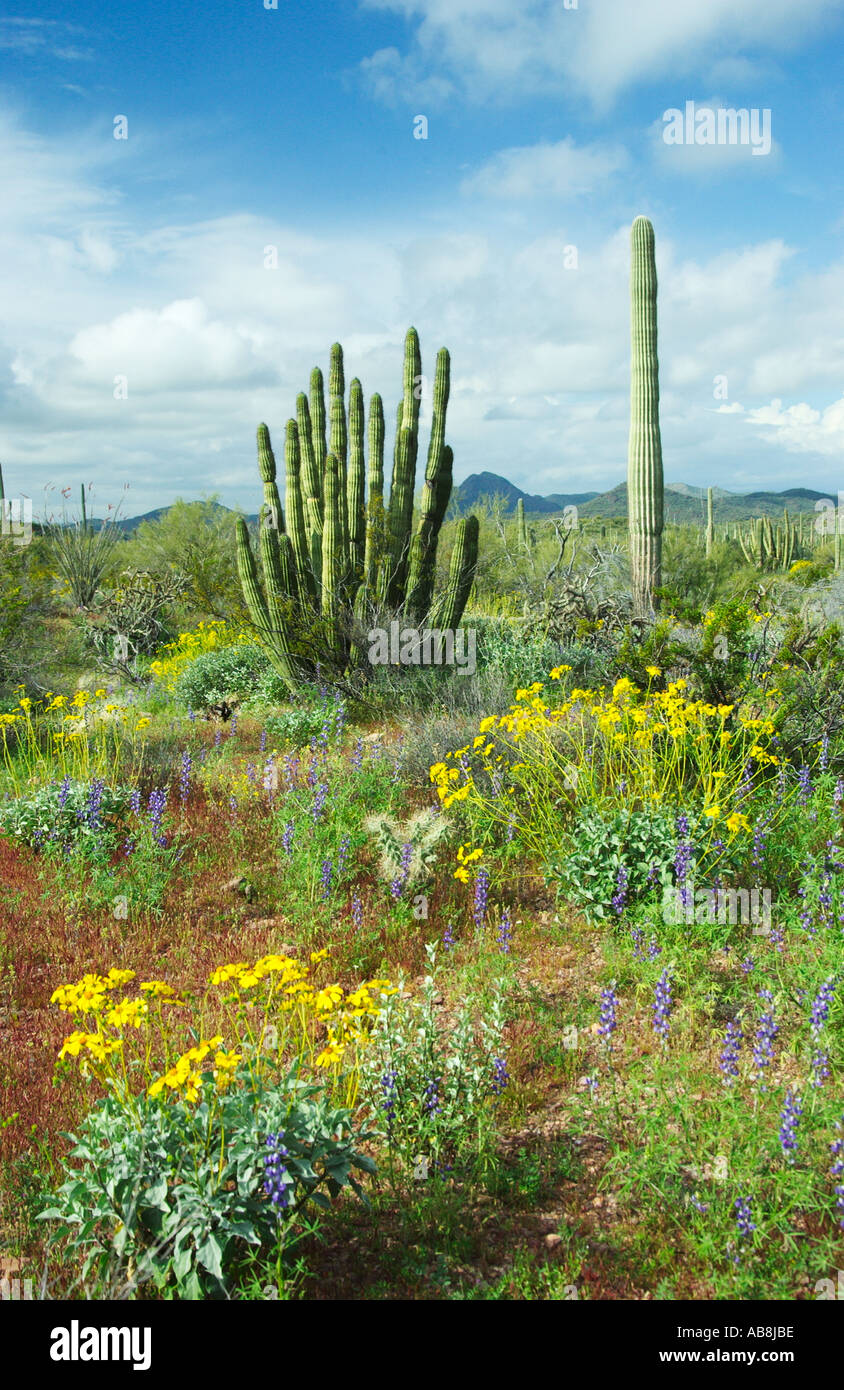Organ Pipe and saguaro cactus with spring wildflowers in Organ Pipe ...
