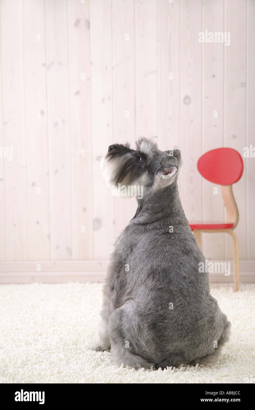 Rear View Schnauzer High Resolution Stock Photography and Images - Alamy