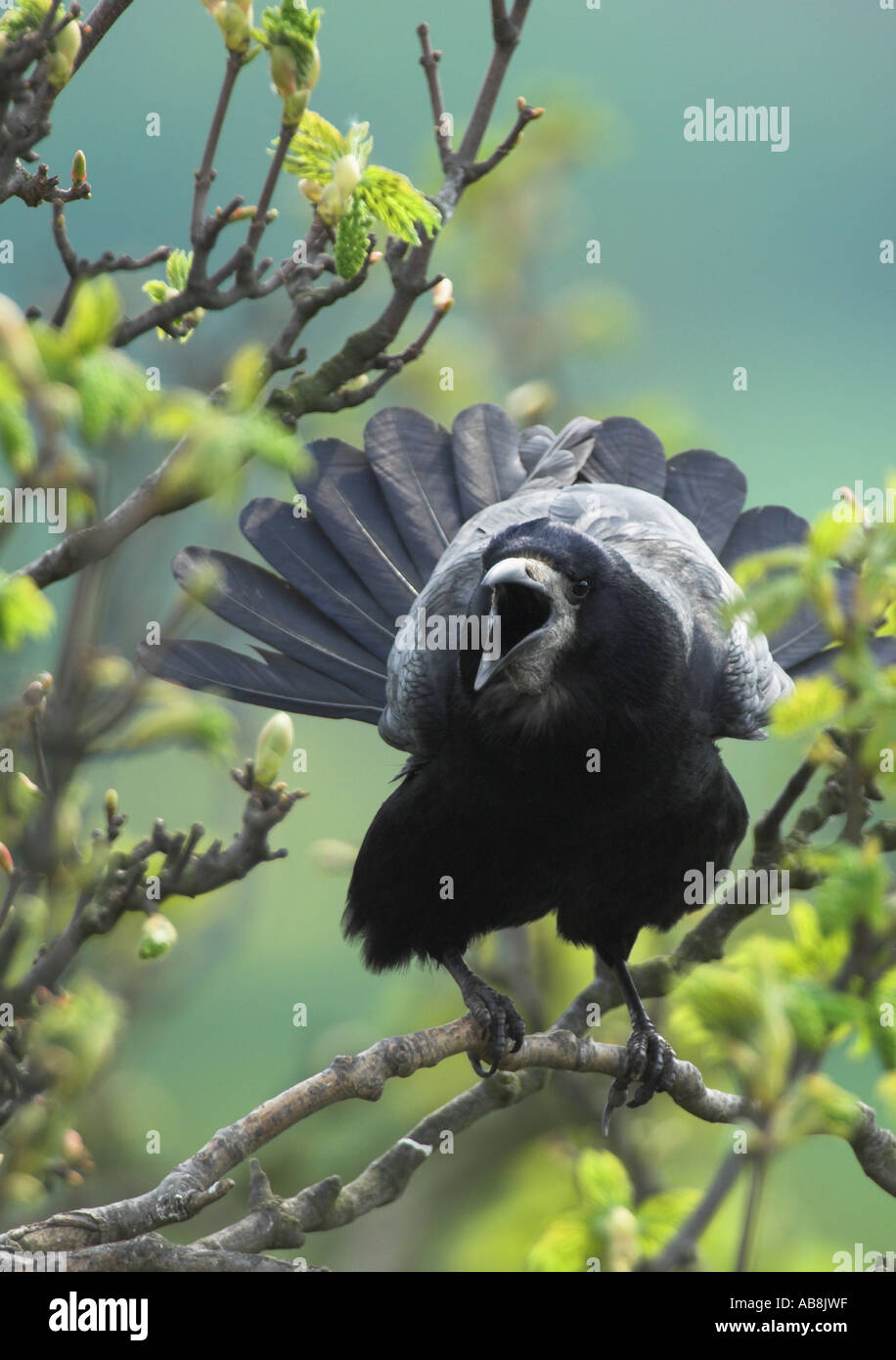 Rook. (Corvus frugilegus) cawing calling in tree tops Stock Photo - Alamy