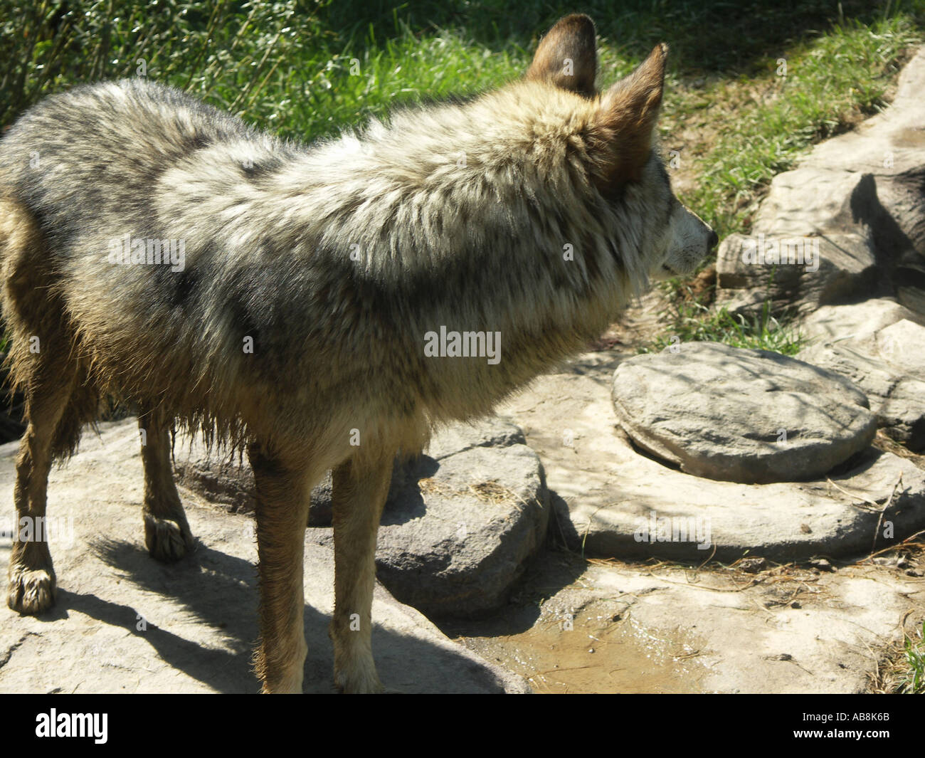 Gray Wolf Looking Around Stock Photo - Alamy