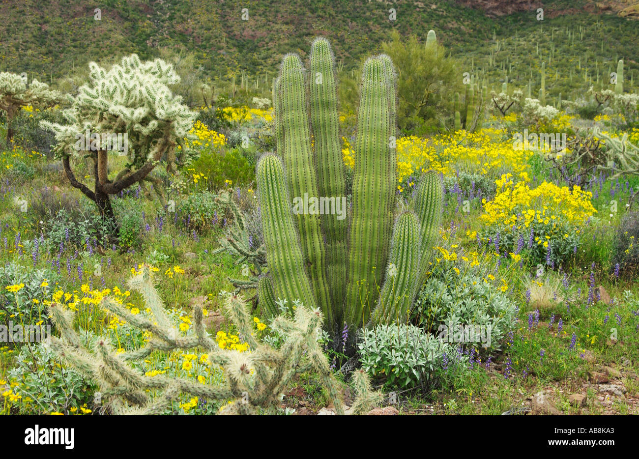 Organ Pipe and cholla cactus with spring wildflowers in Organ Pipe ...