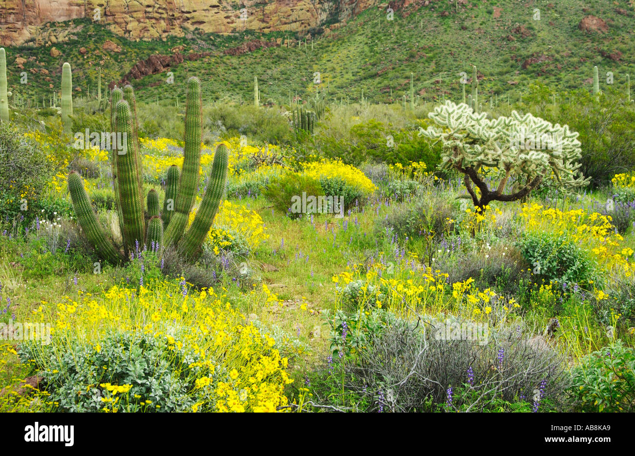 Organ Pipe and Cholla cactus with spring wildflowers in Organ Pipe ...