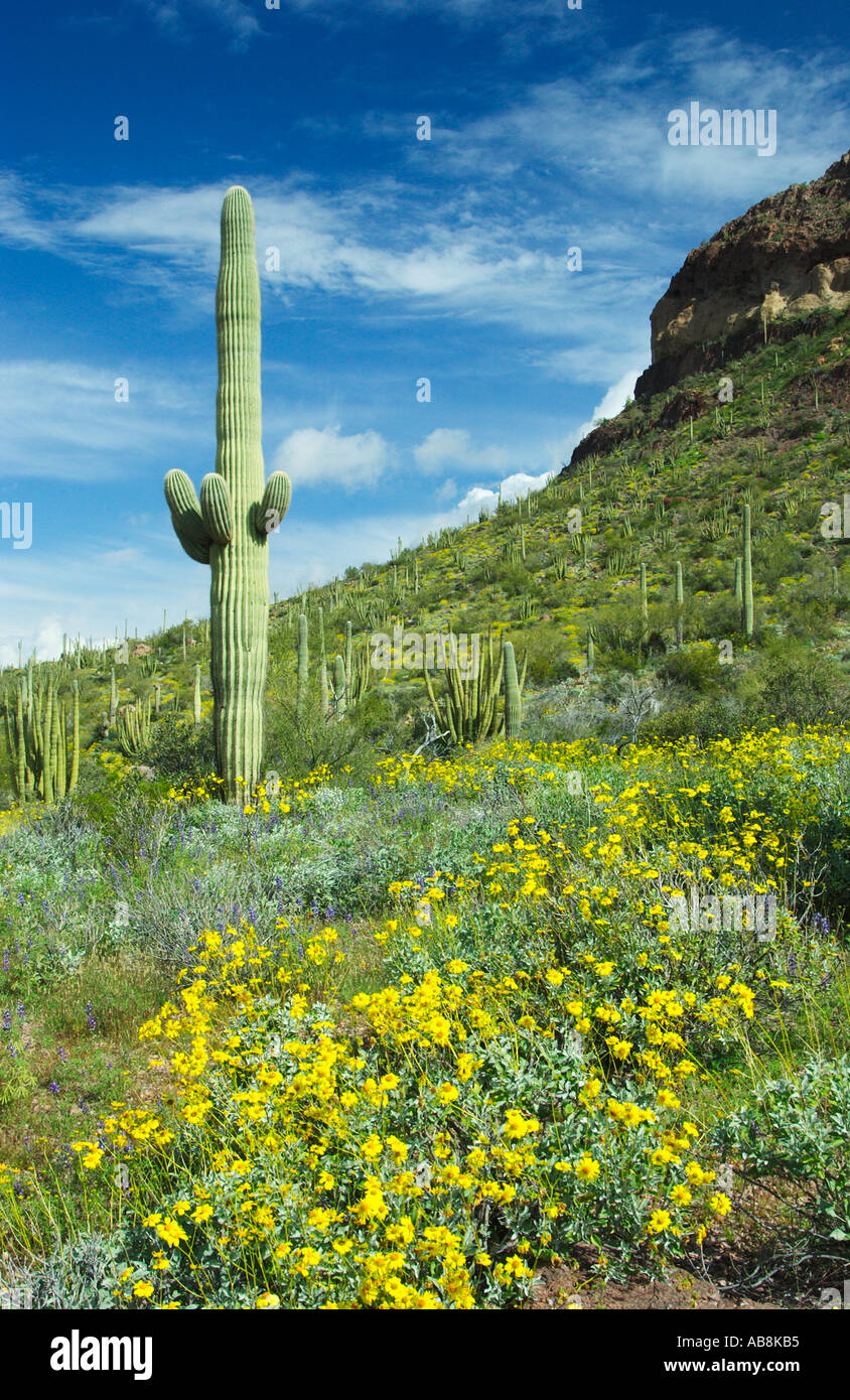 Saguaro and spring wildflowers in Organ Pipe Cactus National Monument ...