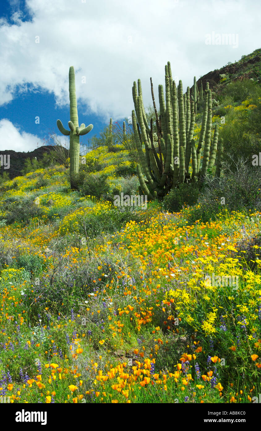 Saguaro and Organ Pipe cactus with spring wildflowers in Organ Pipe ...