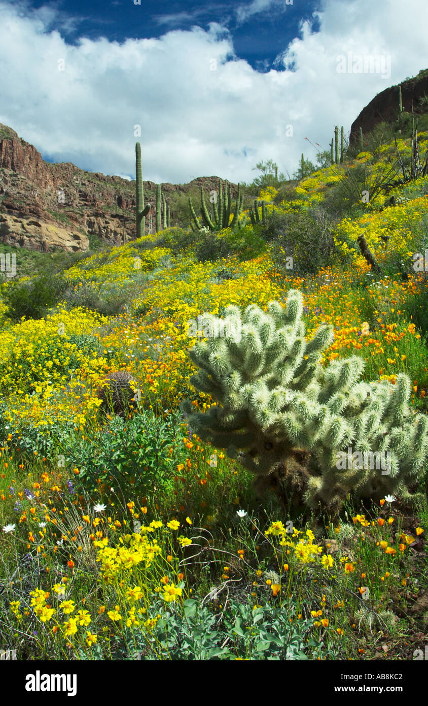 Spring wildflowers and cacti in Organ Pipe Cactus National Monument ...