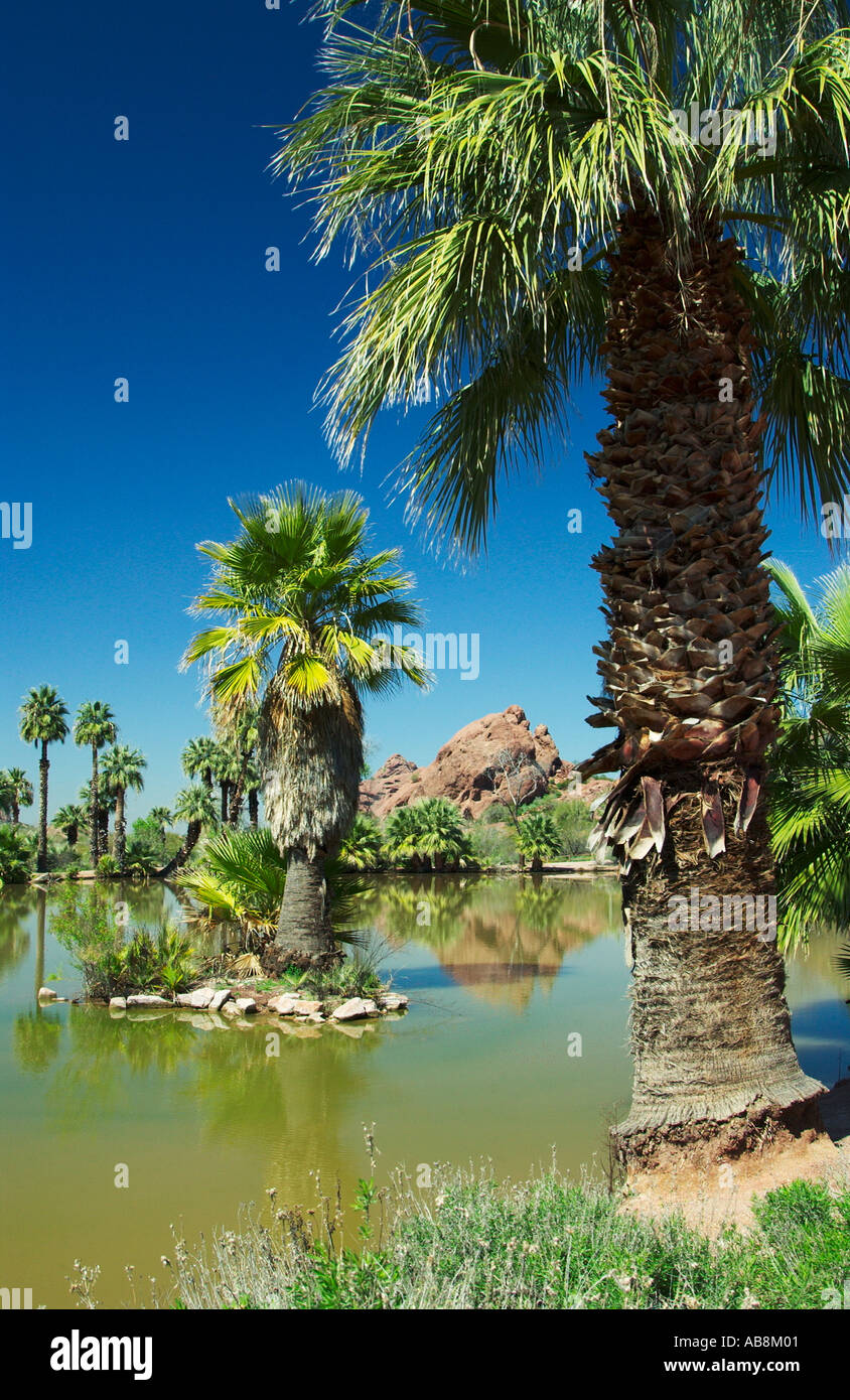 Desert palm oasis in Phoenix Arizona USA Stock Photo - Alamy