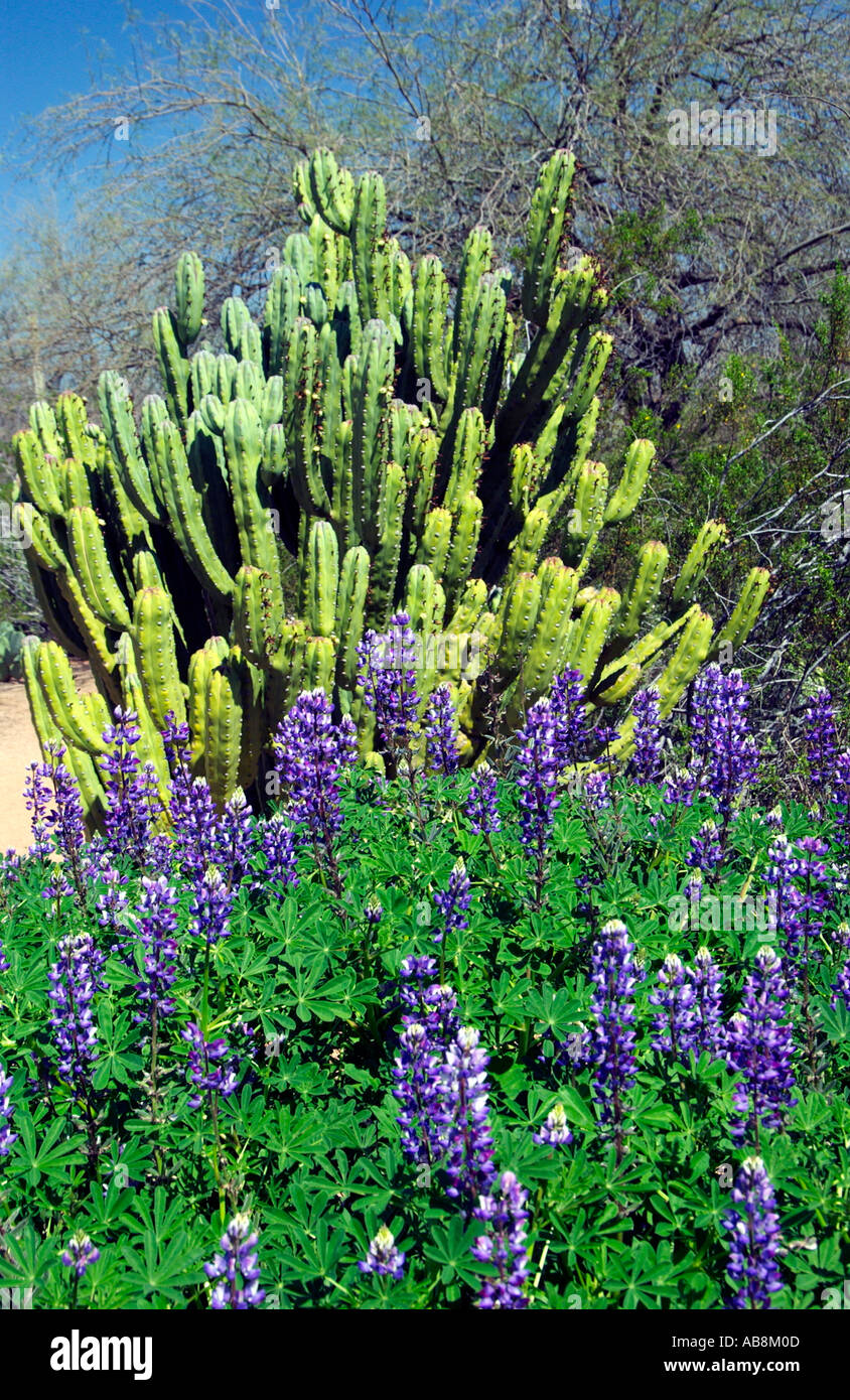 Desert lupine and cactus in the Desert Botanical Gardens in Phoenix ...