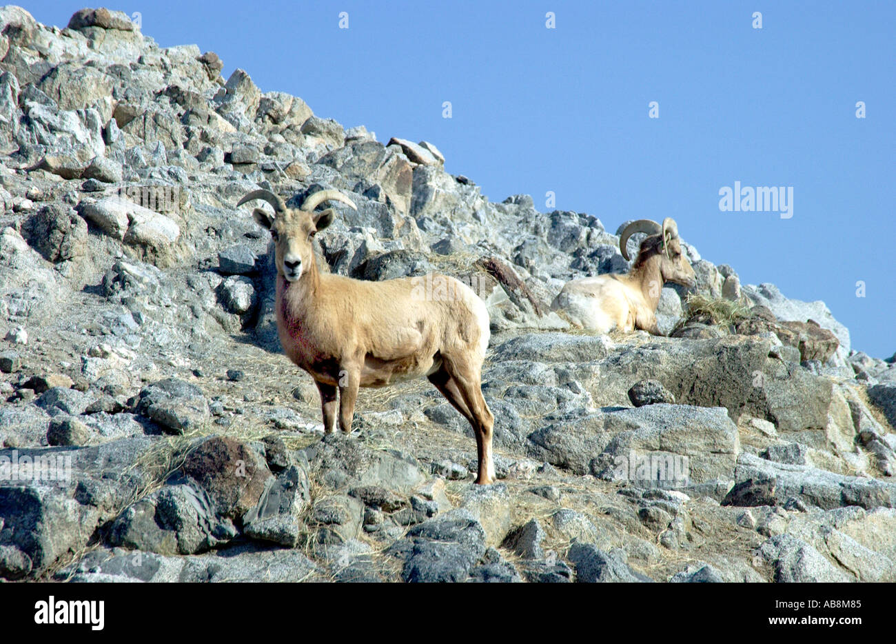 Big horn sheep in the california desert hi-res stock photography and ...