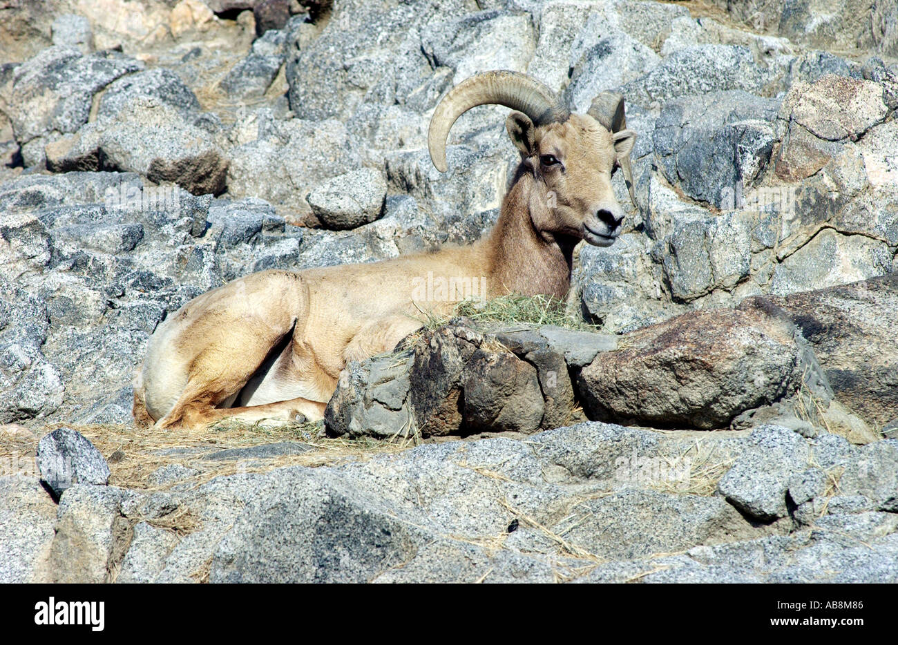 Big horn sheep in the california desert hi-res stock photography and ...