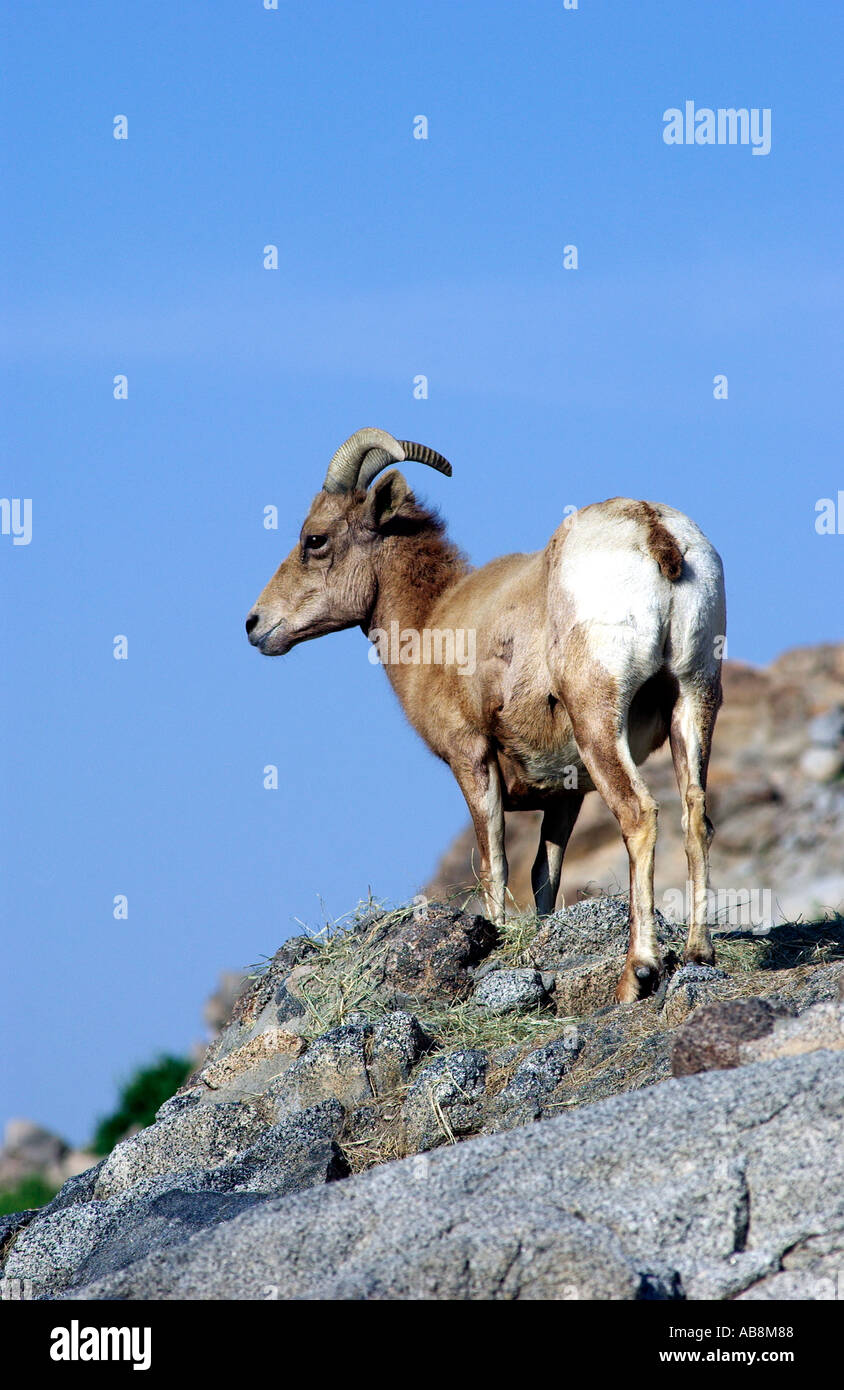 Big horn sheep in the california desert hi-res stock photography and ...