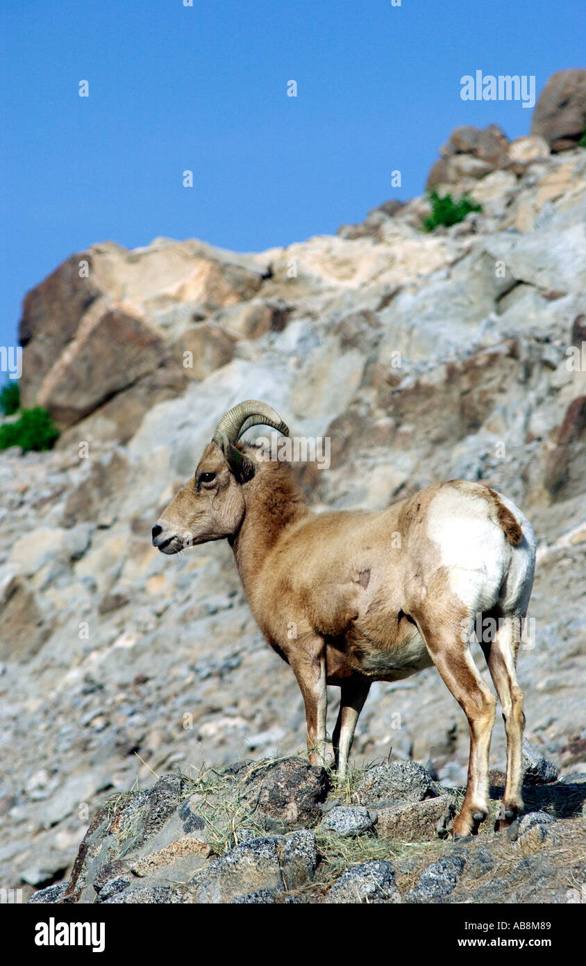 Big horn sheep in the california desert hi-res stock photography and ...