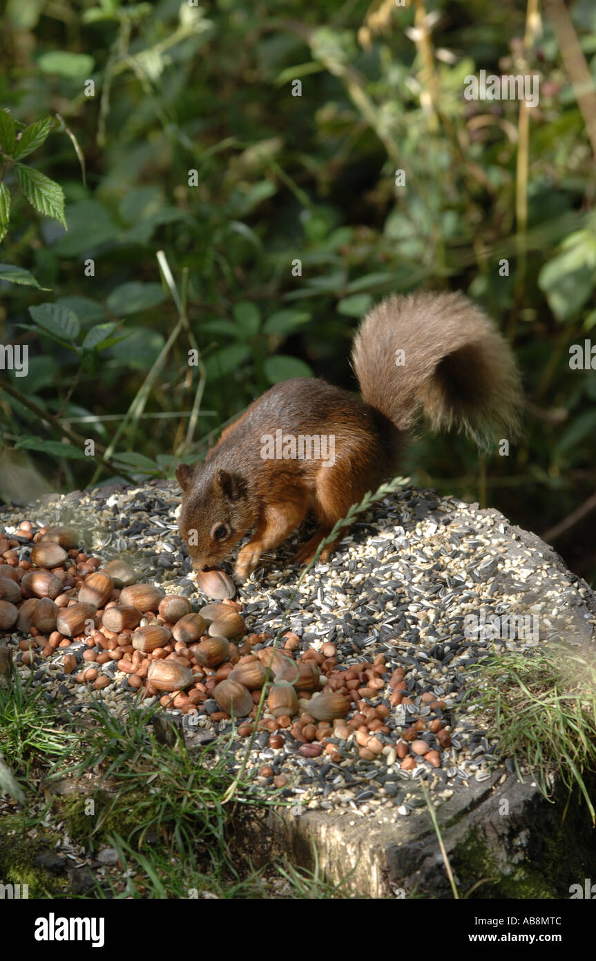 Indigenous squirrel hi-res stock photography and images - Alamy