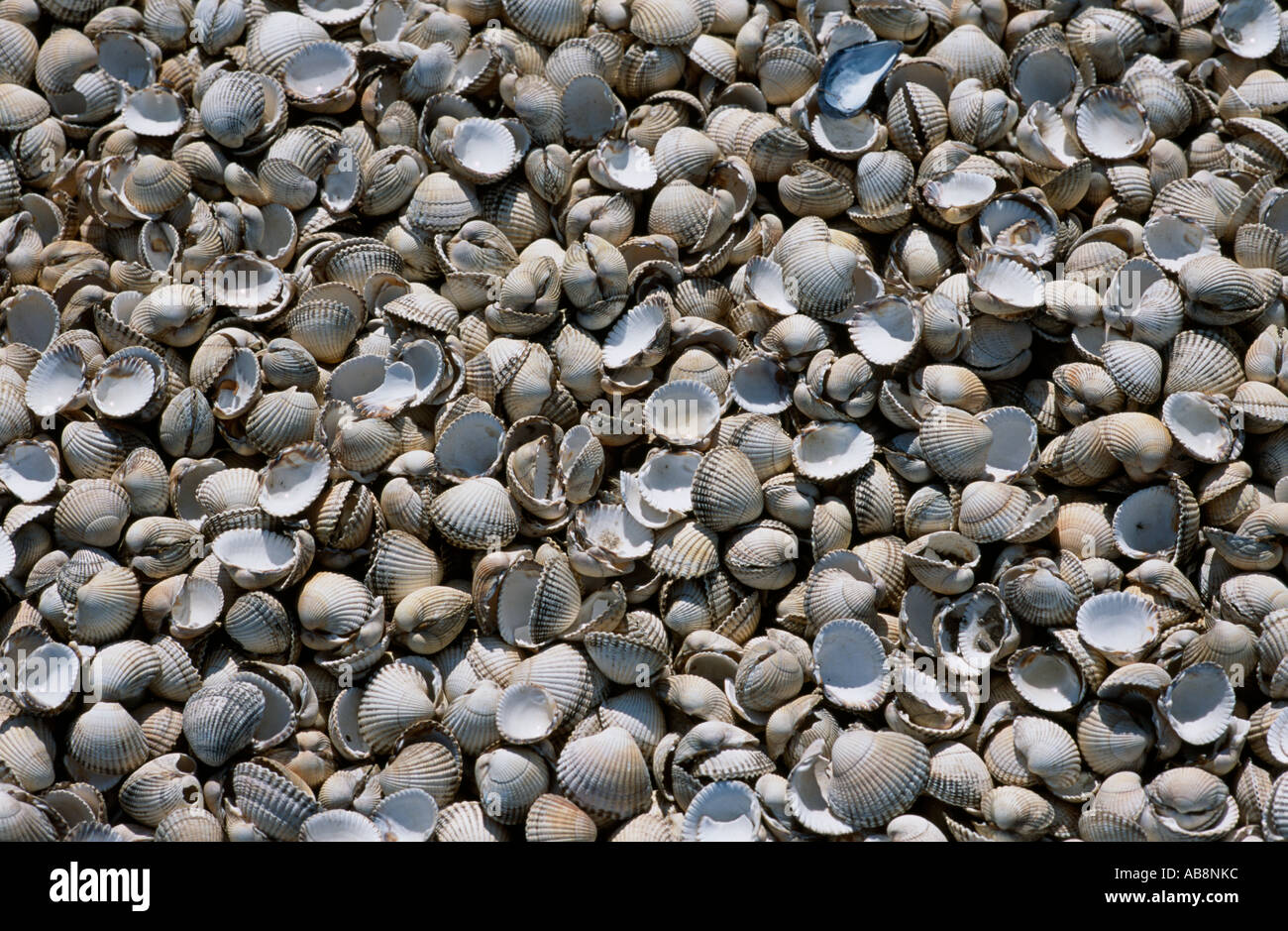 Garden sea shells hi-res stock photography and images - Alamy