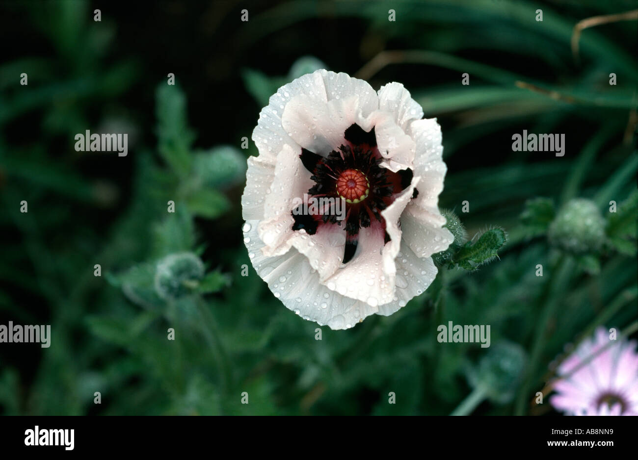 White poppy - Papaver orientalis Stock Photo - Alamy