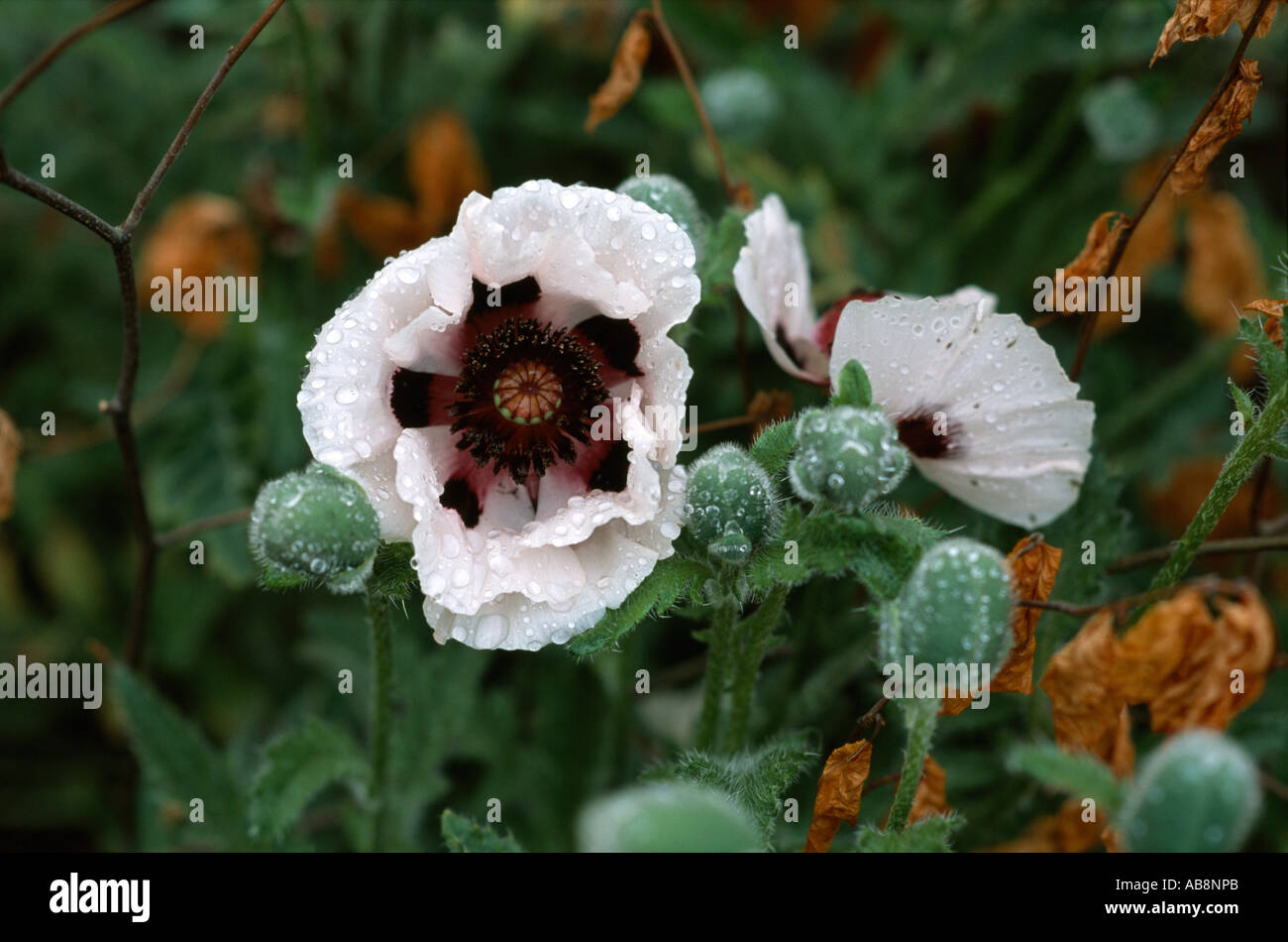 White poppy - Papaver orientalis Stock Photo - Alamy