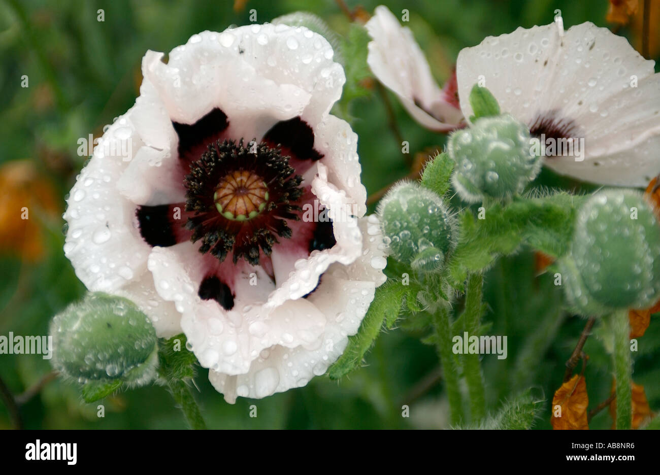 White poppy - Papaver orientalis Stock Photo - Alamy