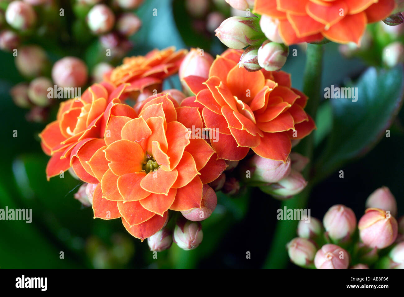 Flammendes kathchen hi-res stock photography and images - Alamy