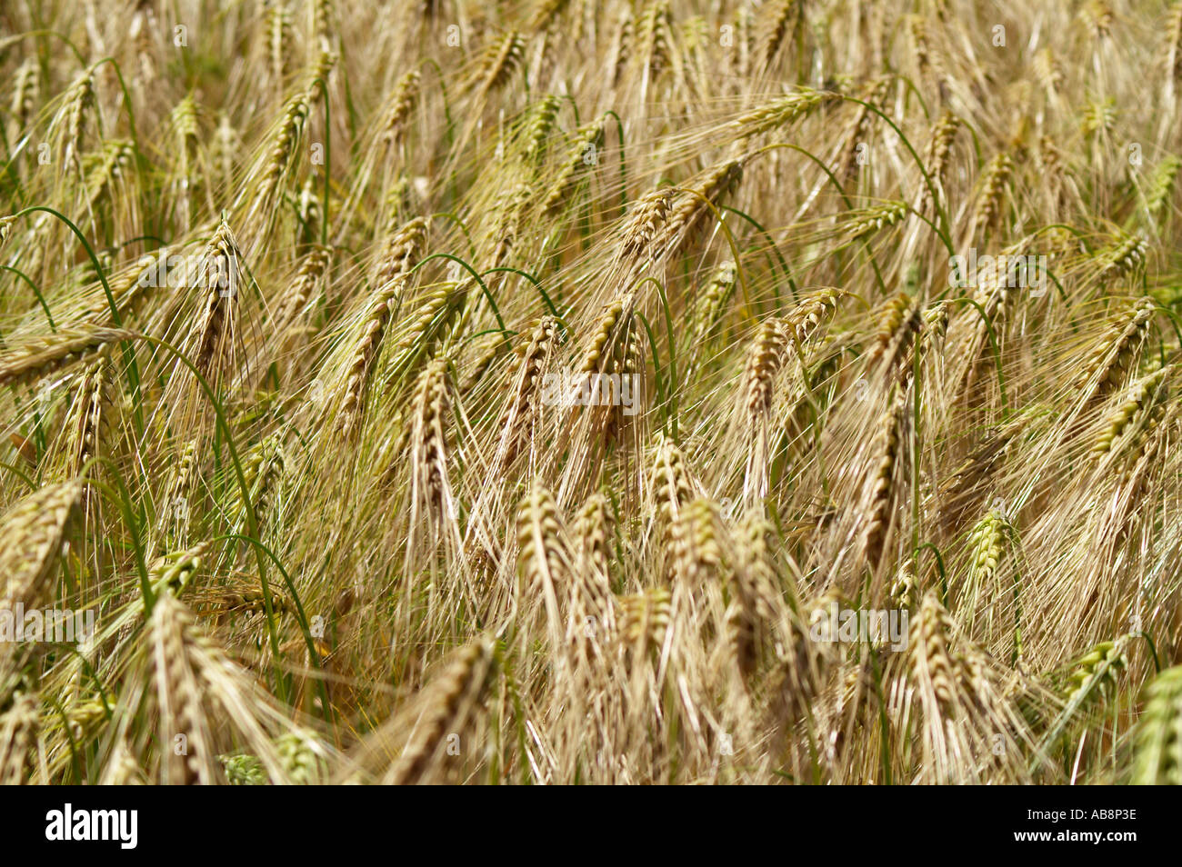 Corn field barley Stock Photo - Alamy