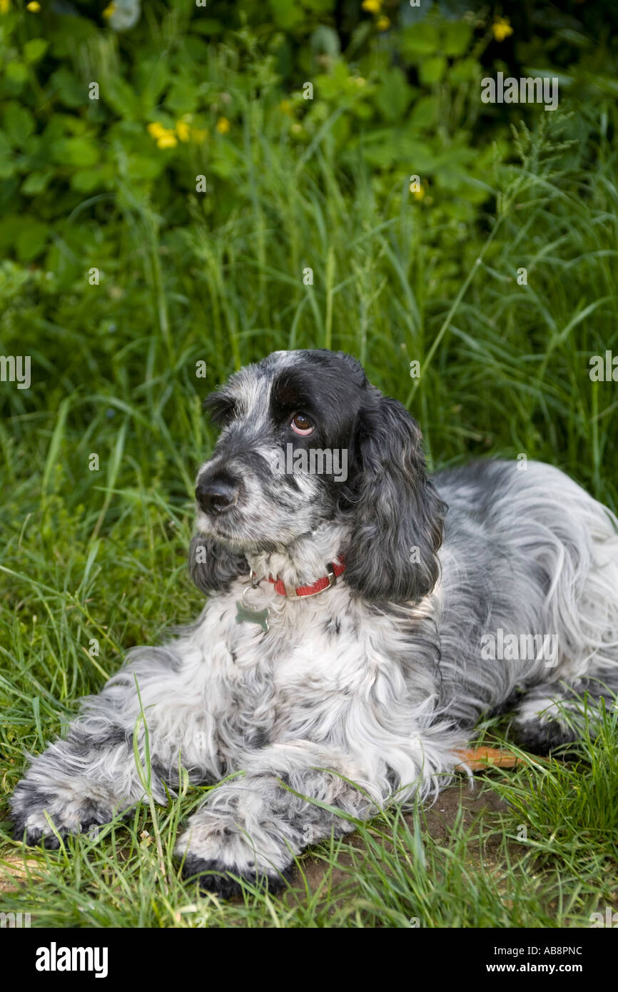 Cocker spaniel laying in the grass Stock Photo - Alamy