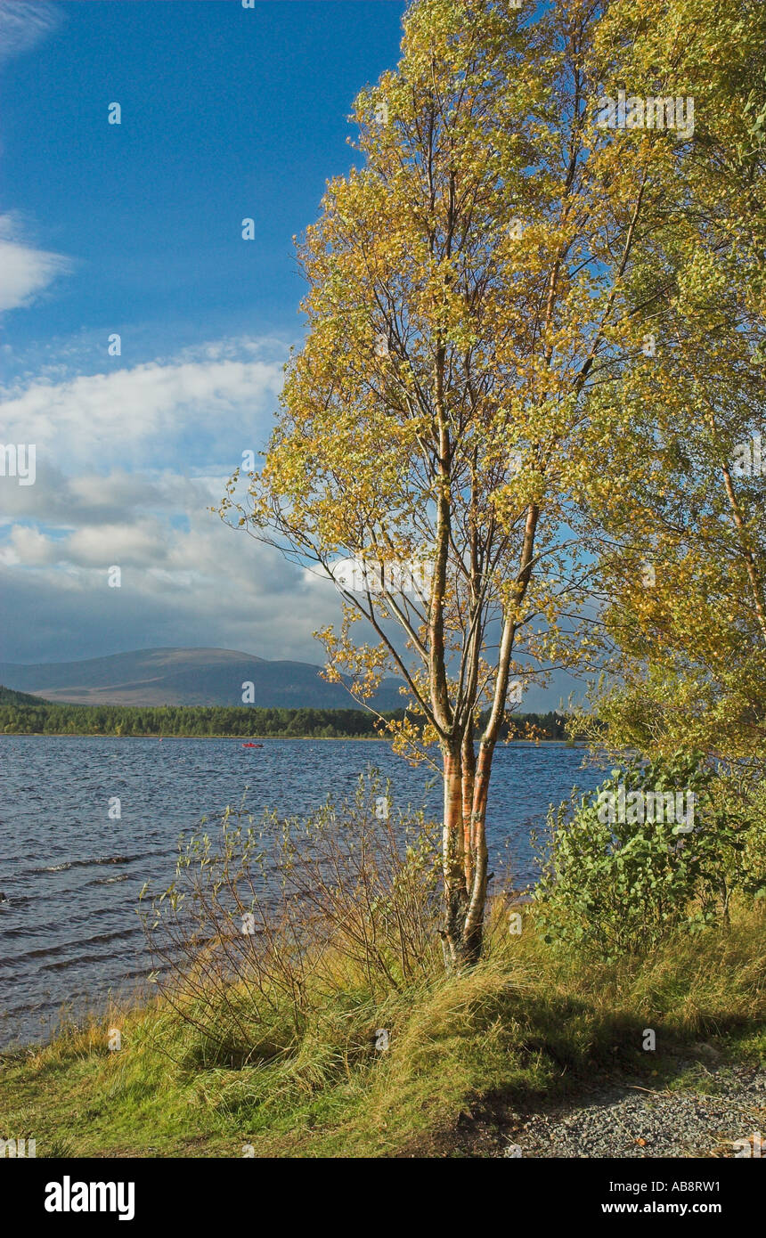 Tree Loch Morlich nr Aviemore Highland Scotland Stock Photo - Alamy