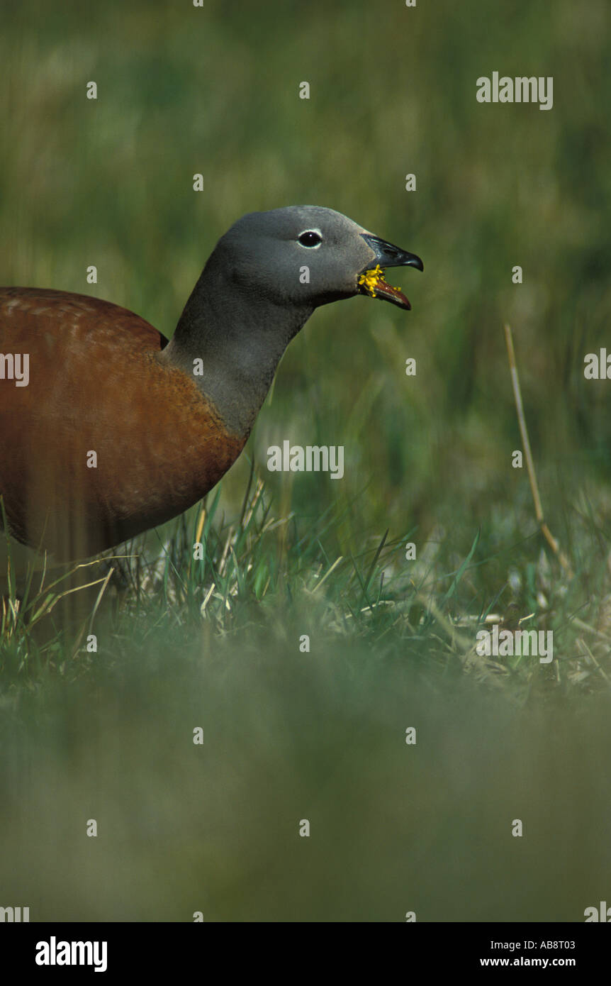 Ashy headed geese chloephaga poliocephala hi-res stock photography and ...