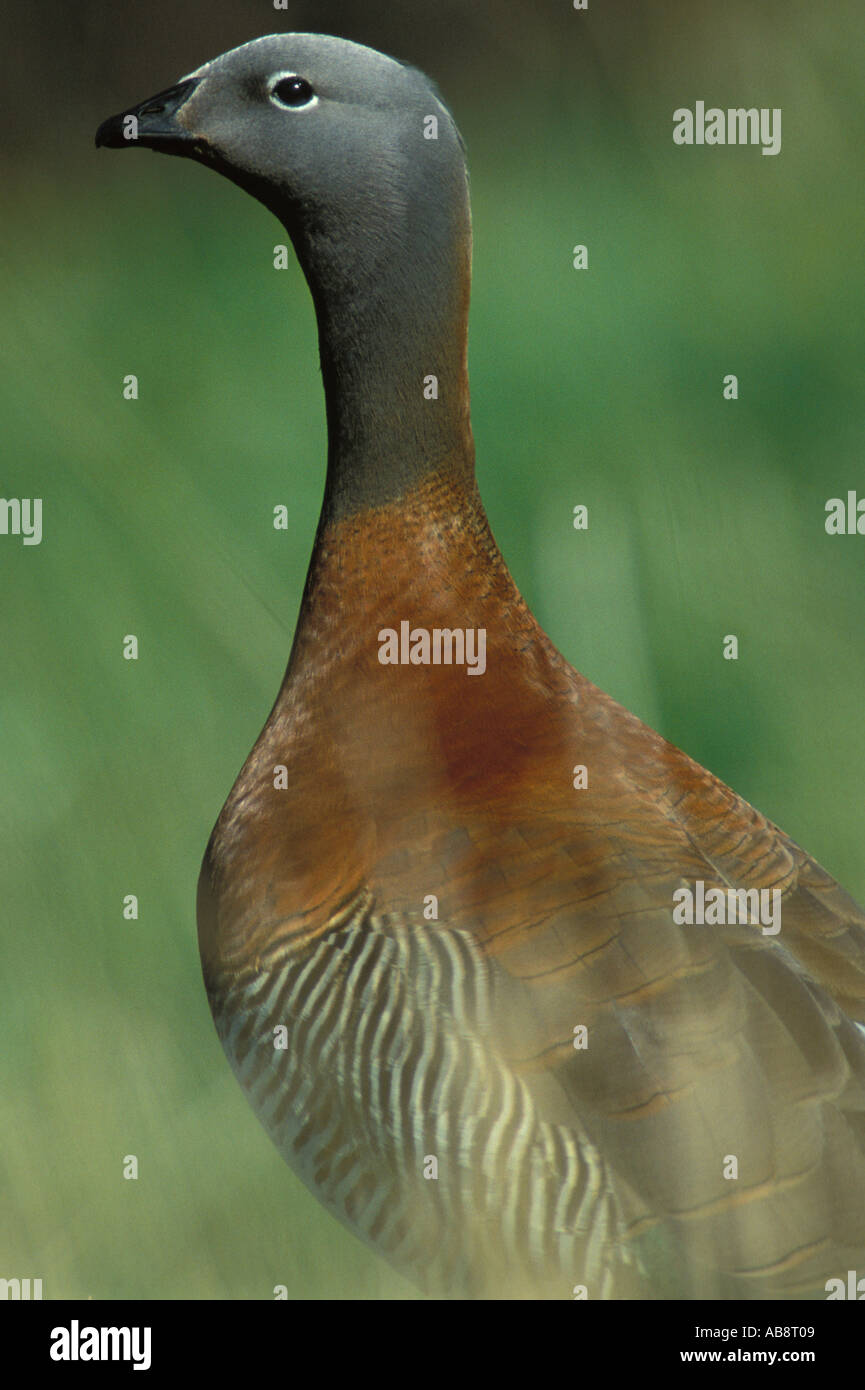 Ashy headed geese chloephaga poliocephala hi-res stock photography and ...