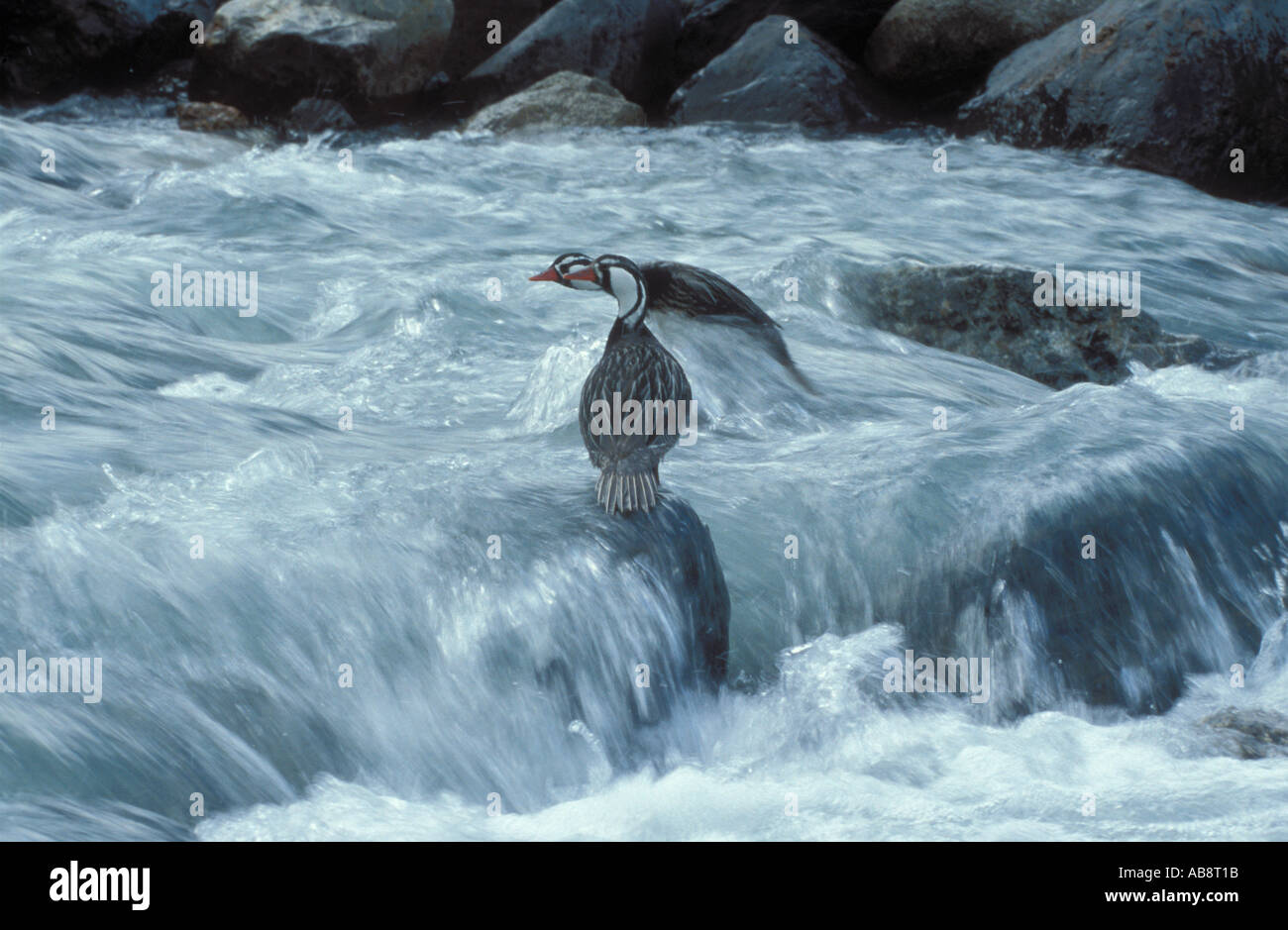 Torrent duck chile hi-res stock photography and images - Alamy