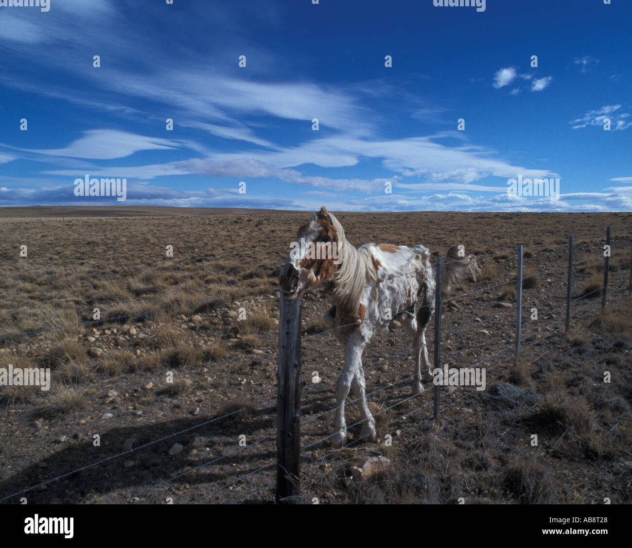 Carcass of paint horse standing along fence line, Patagonia Argentina ...