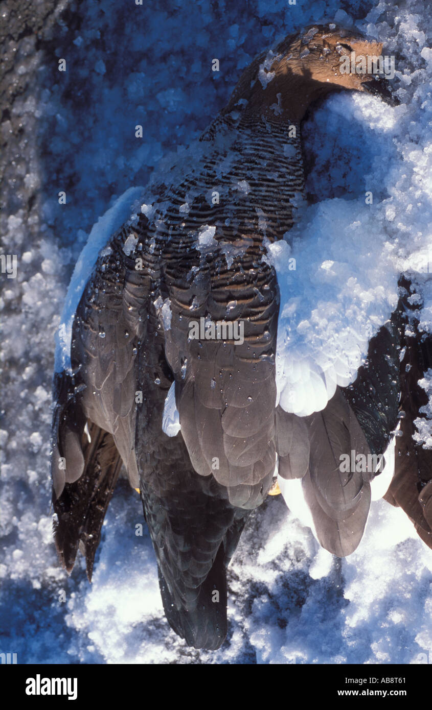 Dead goose hi-res stock photography and images - Alamy