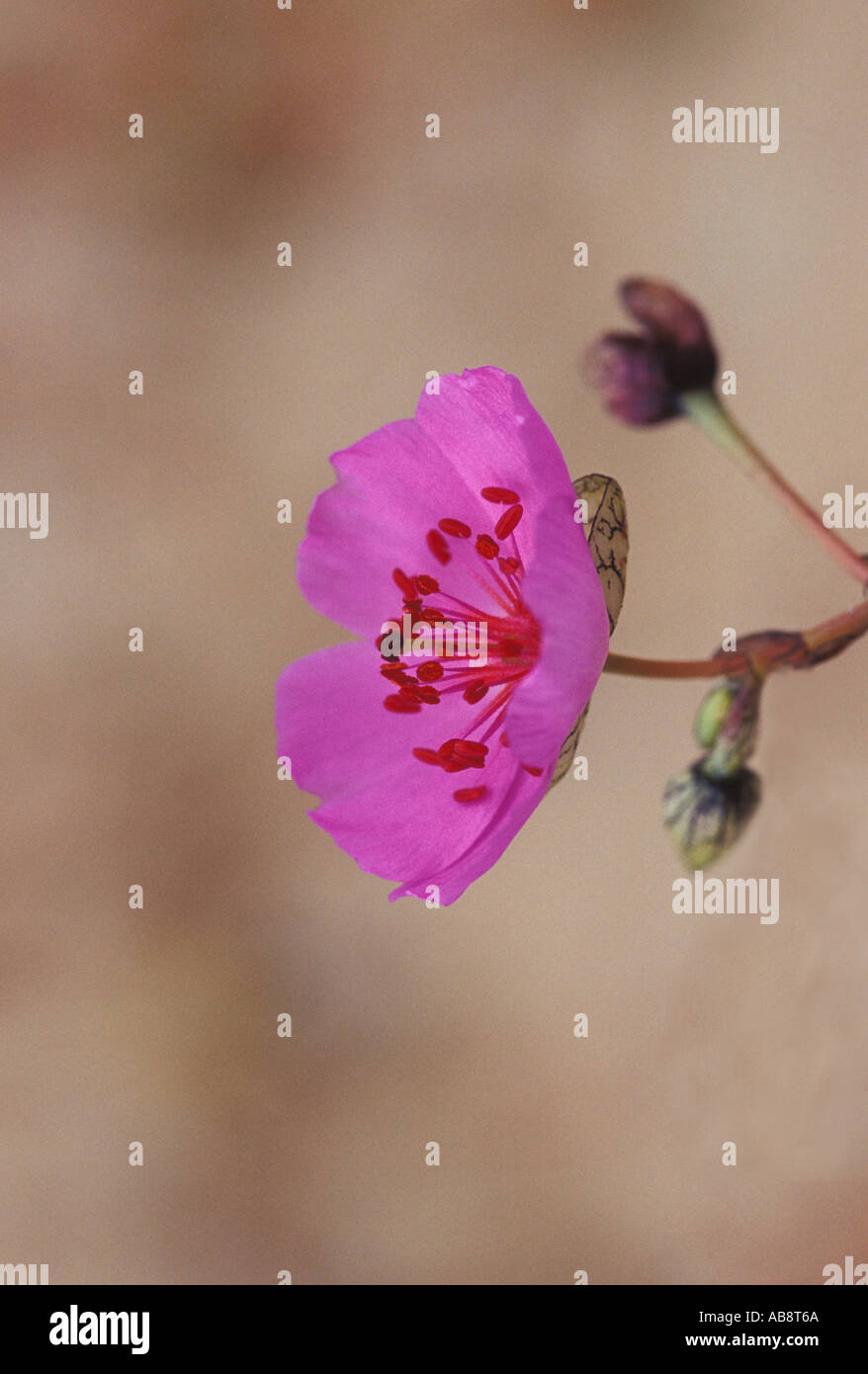 Calendrina hi-res stock photography and images - Alamy