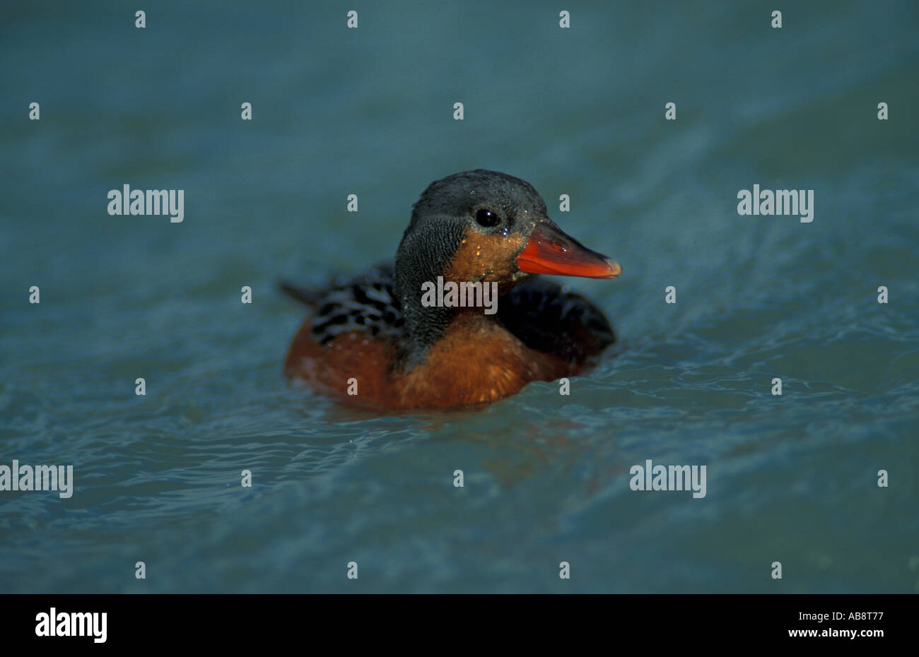 Torrrent duck hi-res stock photography and images - Alamy