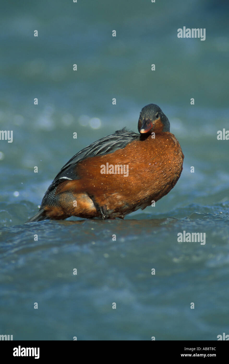 Female Torrent duck in river Torres del paine national park chile Stock ...