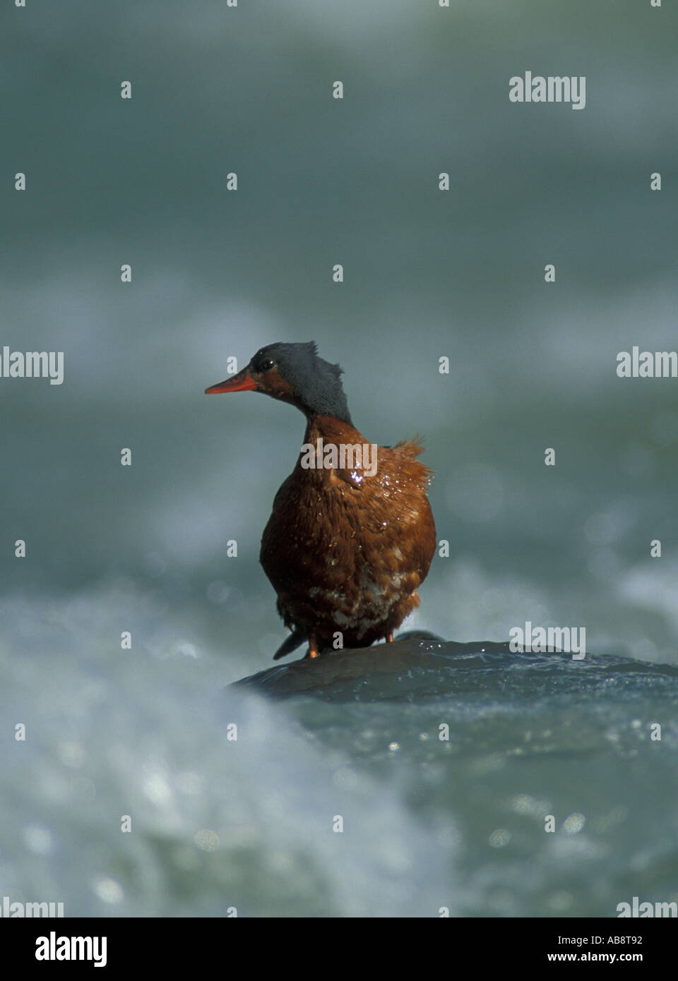 Female Torrent duck on rock in middle of river, Torres del Paine ...