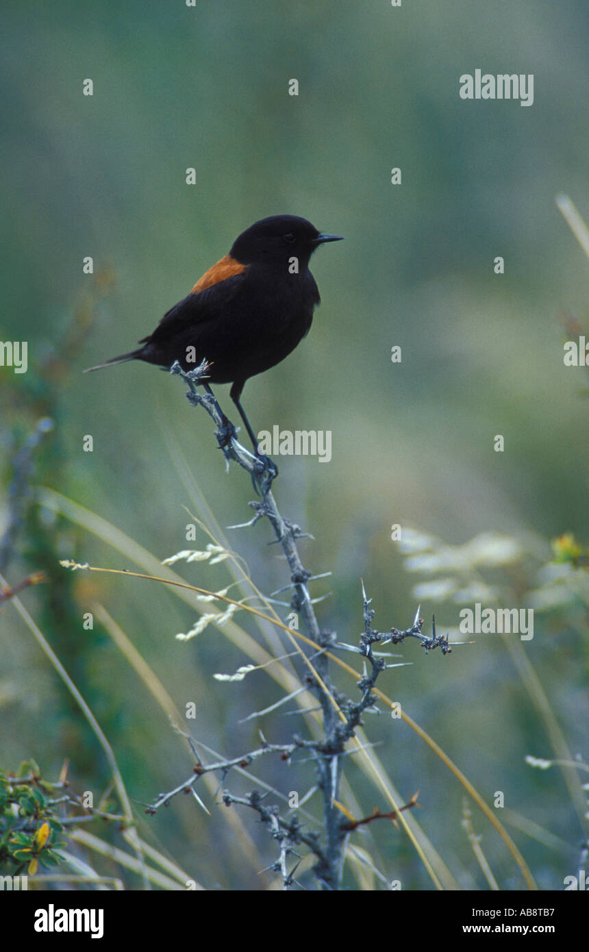 Austral negrito lessonia rufa hi-res stock photography and images - Alamy
