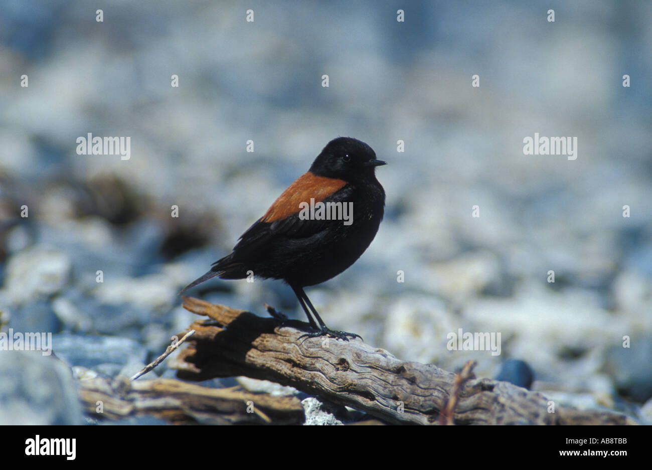 Austral negrito lessonia rufa hi-res stock photography and images - Alamy