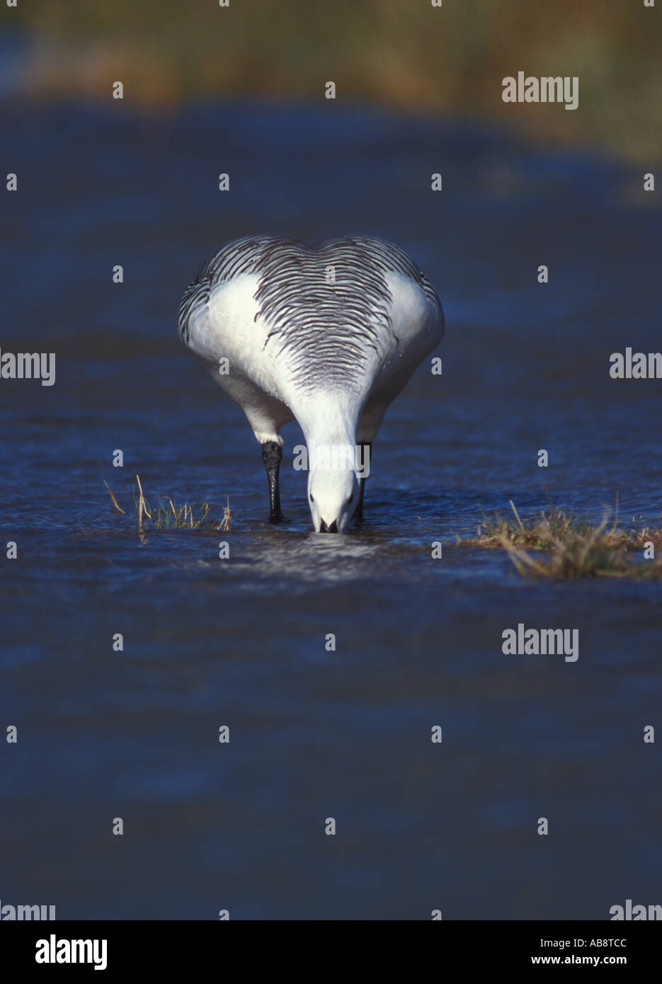Goose underwater hi-res stock photography and images - Alamy