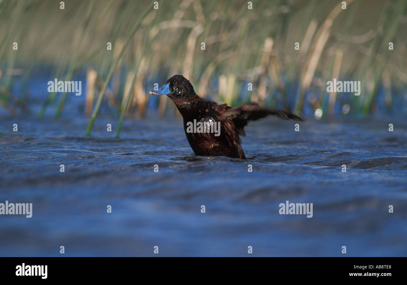Ruddy Duck flapping wings in pond Stock Photo - Alamy