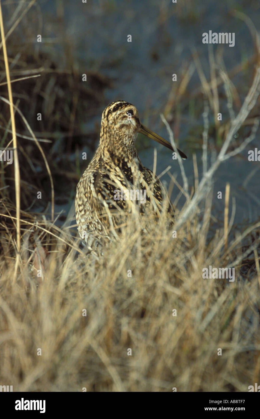 Snipe standing hi-res stock photography and images - Alamy