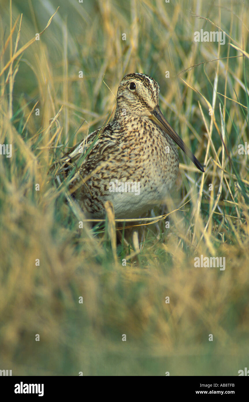 The american snipe hi-res stock photography and images - Alamy