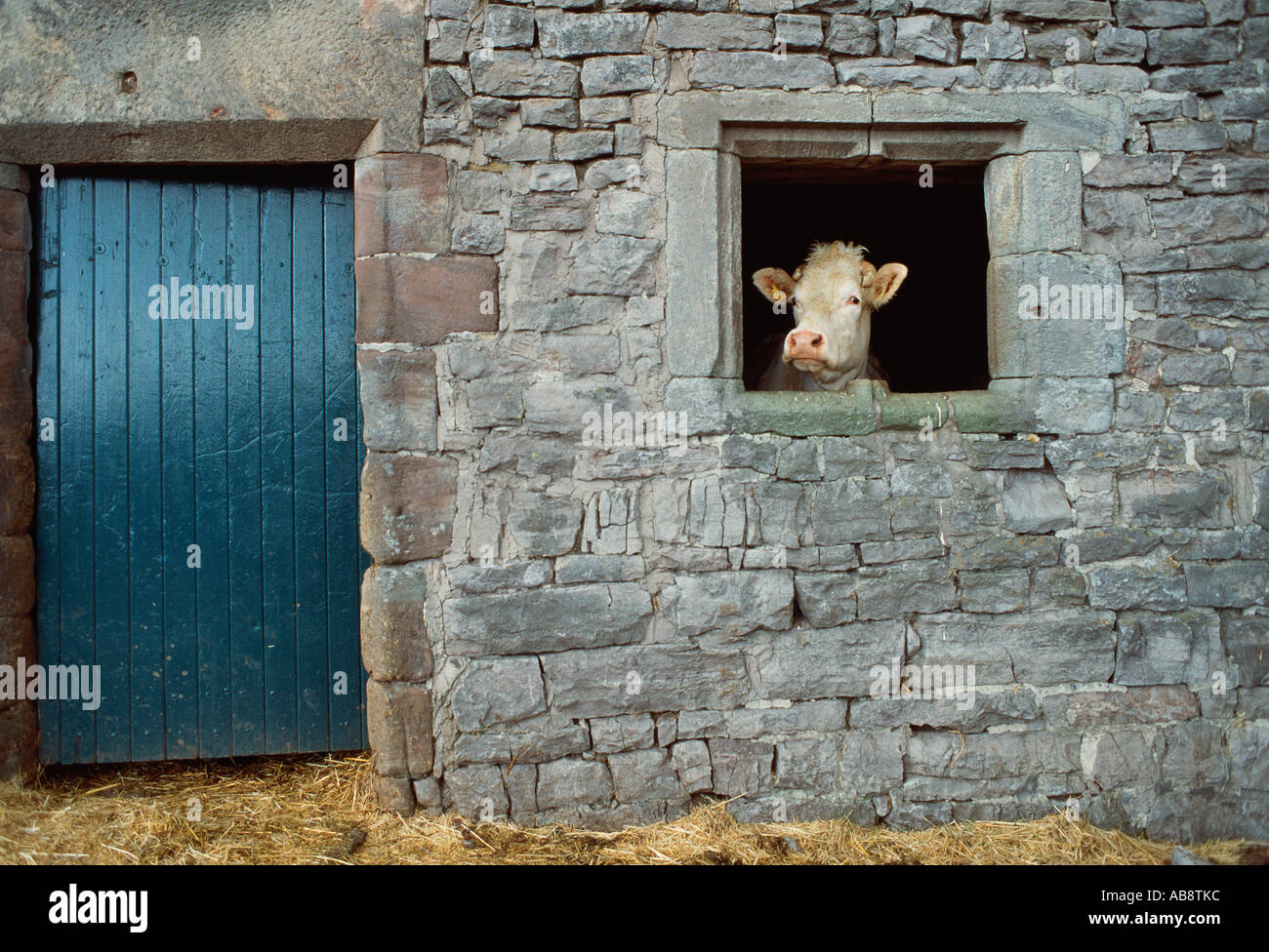 Cow looking out of cowshed window hi-res stock photography and images ...
