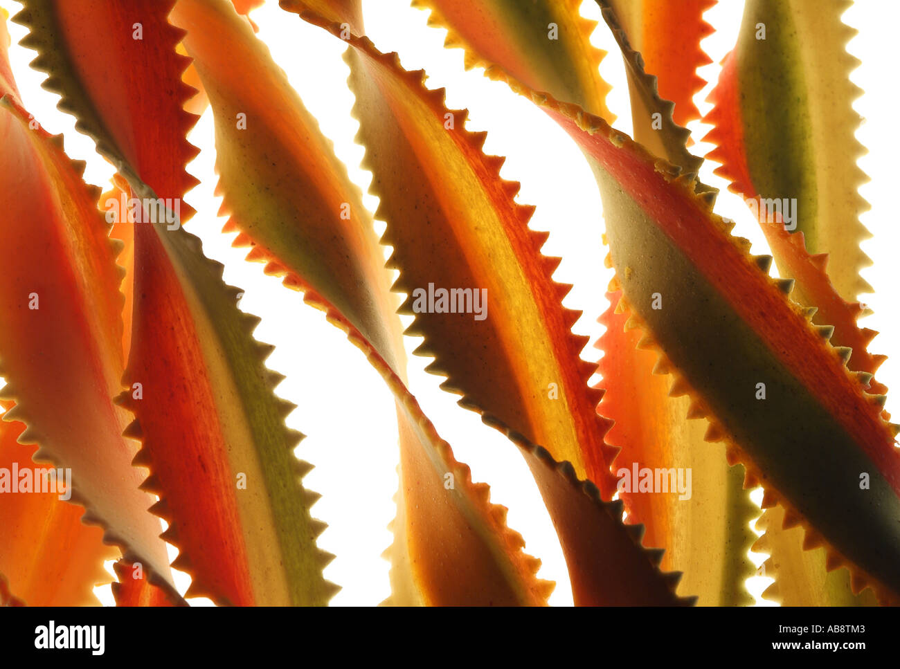 Italian tooth hi-res stock photography and images - Alamy